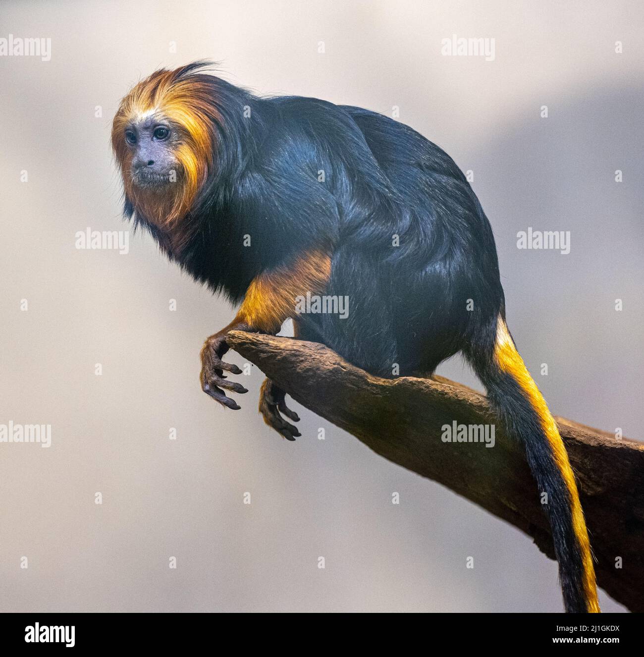 Golden-headed lion tamarin (Leontopithecus chrysomelas) sits on a tree ...