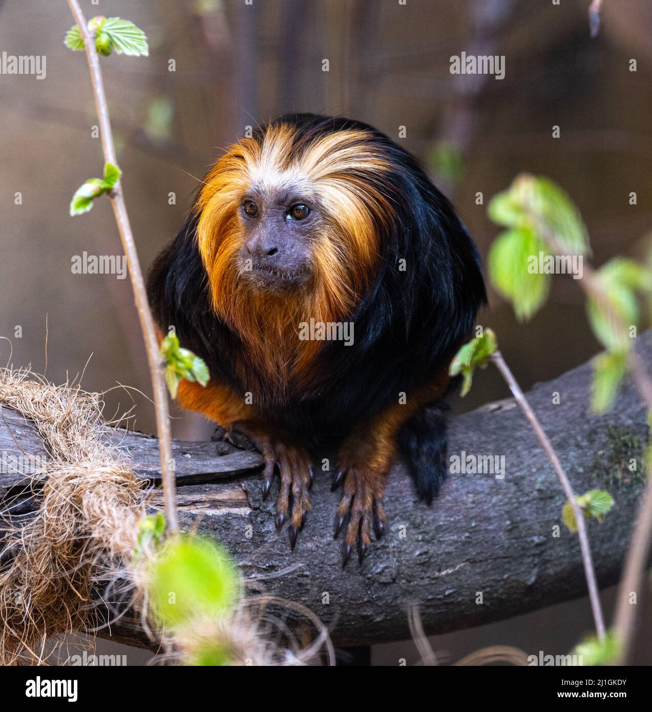 Golden-headed lion tamarin (Leontopithecus chrysomelas) sits on a tree ...