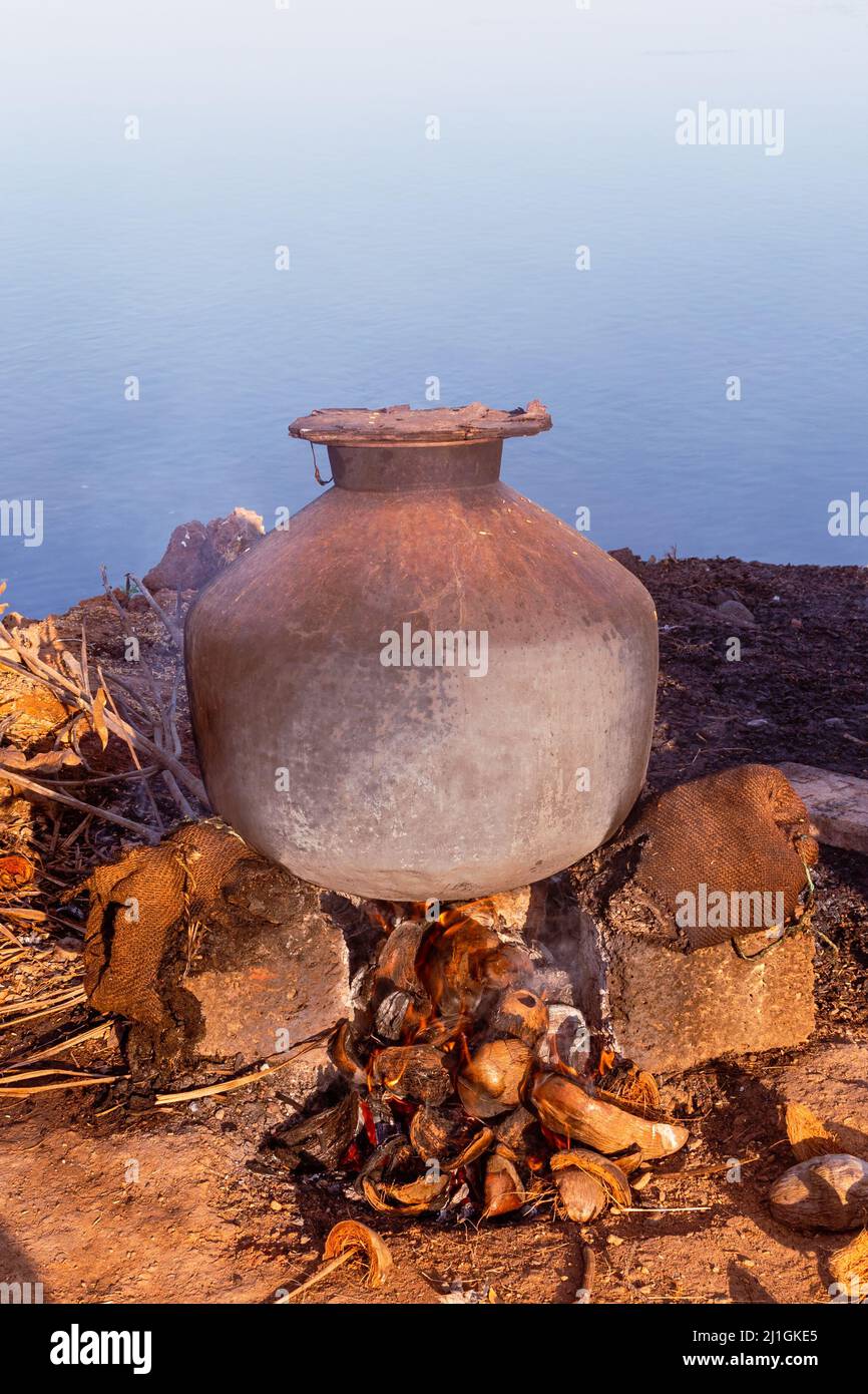 Rachol, Goa India- Jan 2022 Local farmers harvesting,, boiling, drying ...