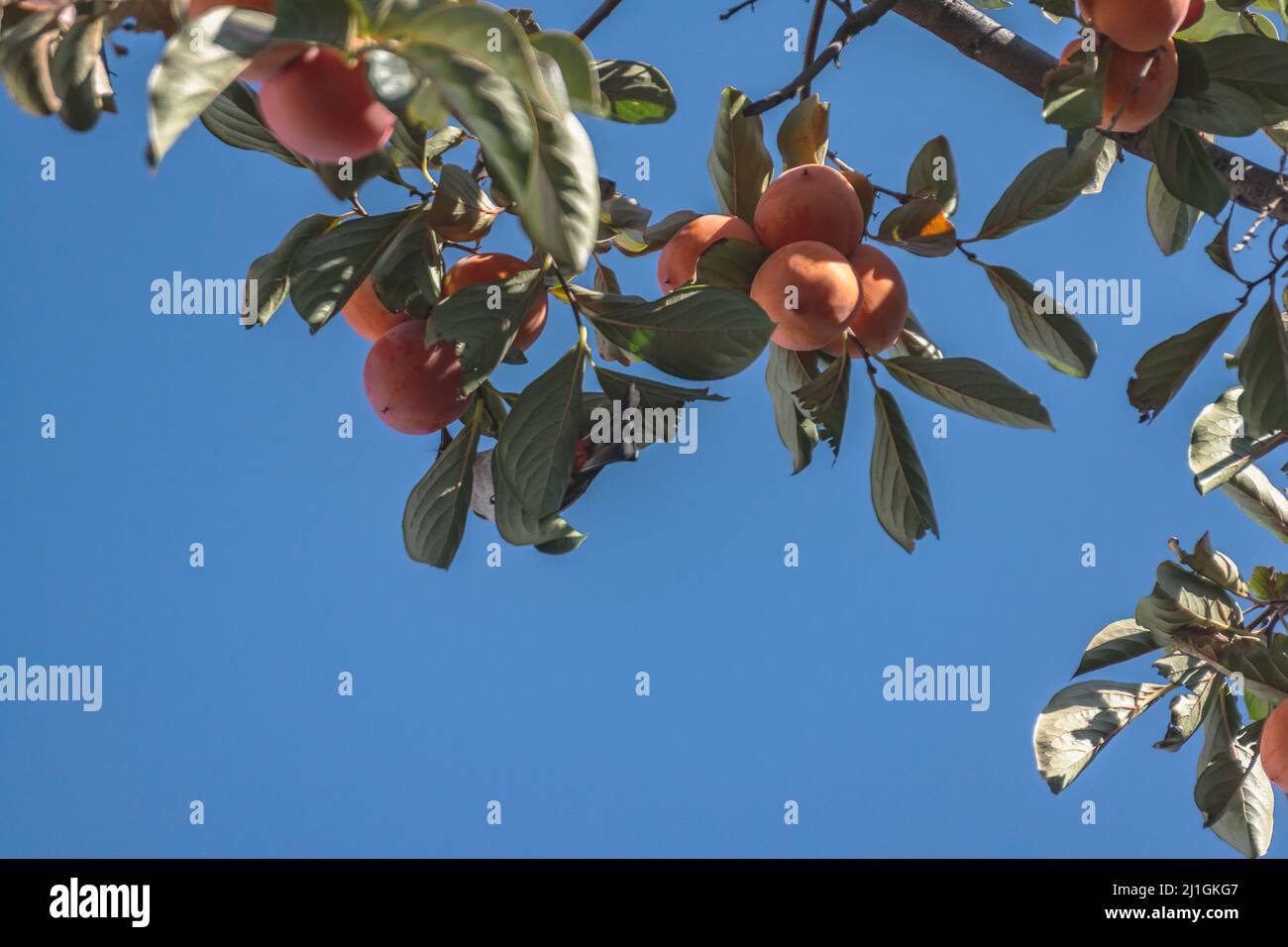 A low angle shot of permission fruits on the tree Stock Photo - Alamy