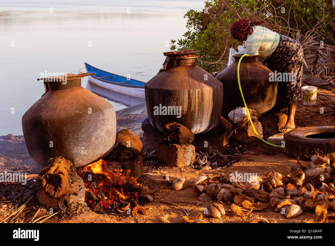 Rachol, Goa India- Jan 2022 Local farmers harvesting,, boiling, drying ...