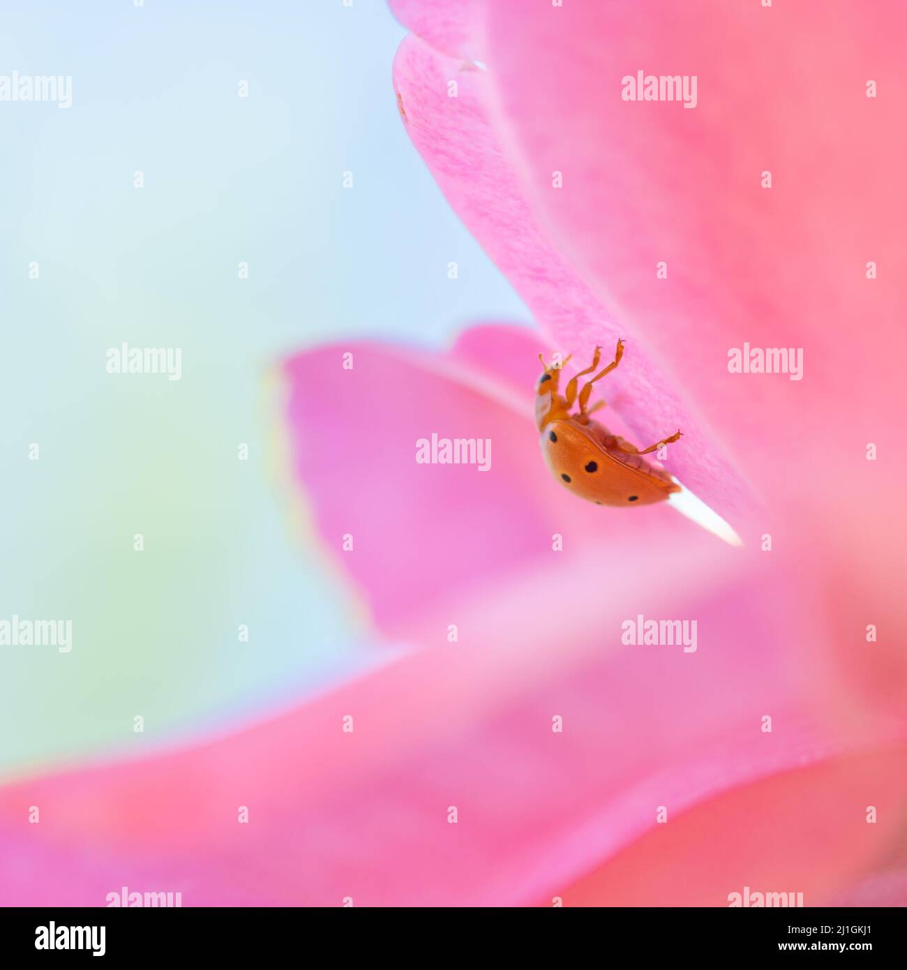 Ladybug orange hi-res stock photography and images - Alamy