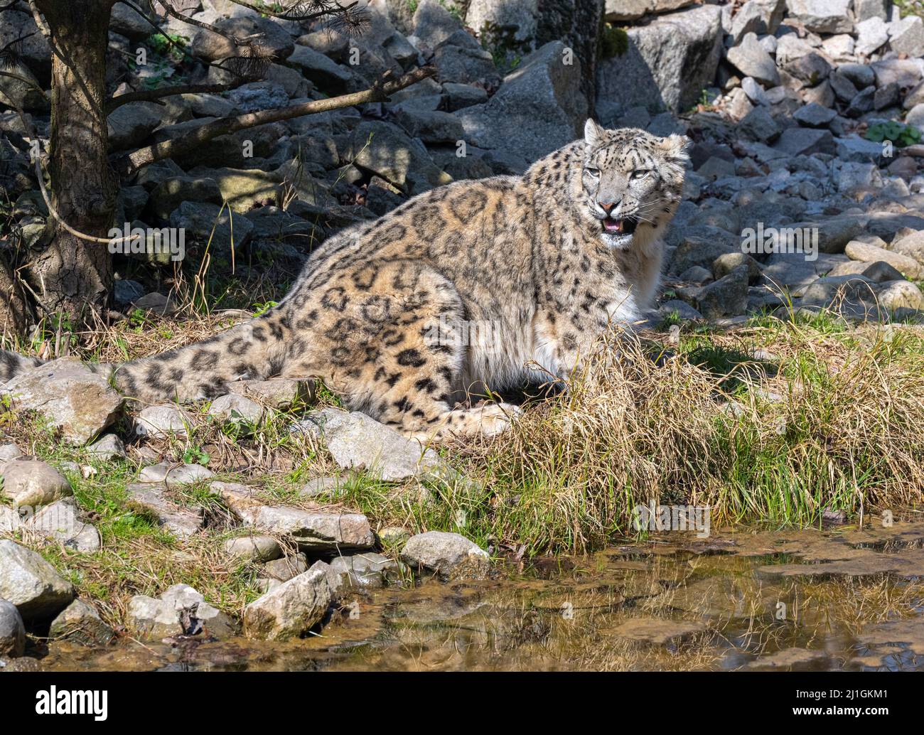 Panthera uncia portrait hi-res stock photography and images - Alamy
