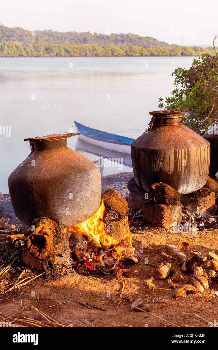 Rachol, Goa India- Jan 2022 Local farmers harvesting,, boiling, drying ...