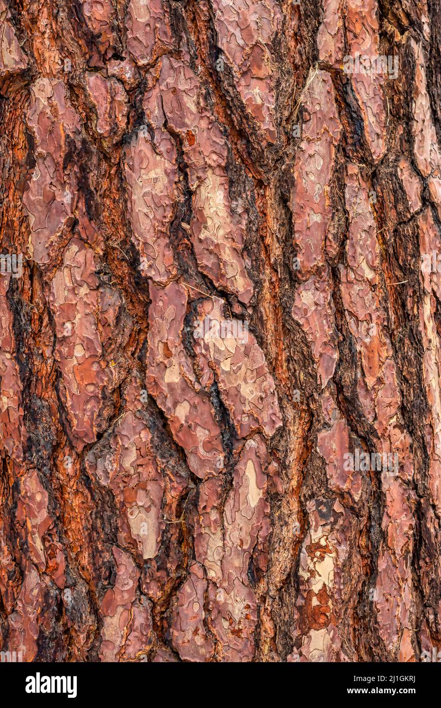 Pine Tree bark close-up, Yosemite National Park Stock Photo - Alamy