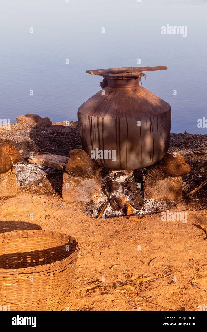 Rachol, Goa India- Jan 2022 Local farmers harvesting,, boiling, drying ...