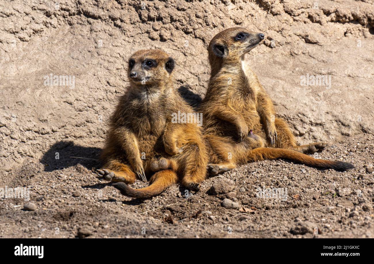 Two meerkats (Suricata suricatta) are resting Stock Photo - Alamy