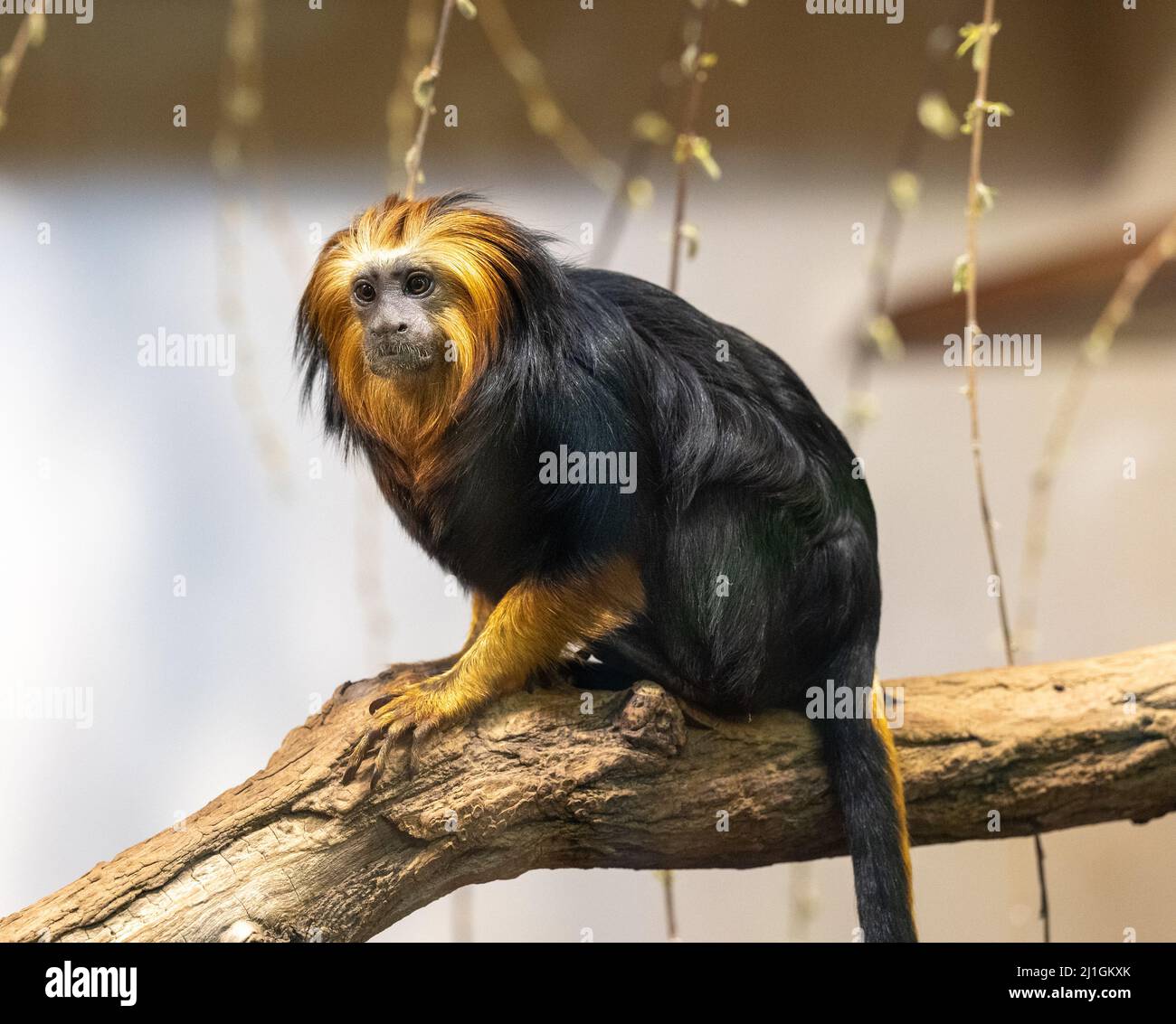 Golden-headed lion tamarin (Leontopithecus chrysomelas) sits on a tree ...