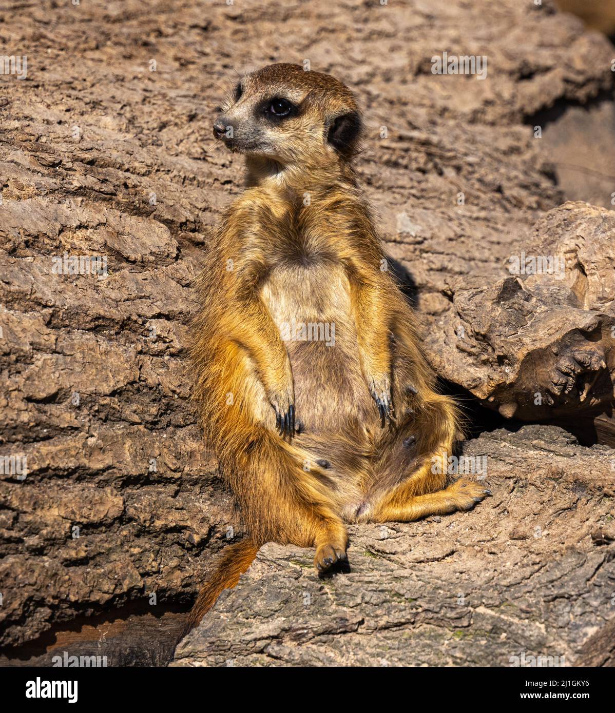Meerkat suricate suricata suricatta upstanding hi-res stock photography ...