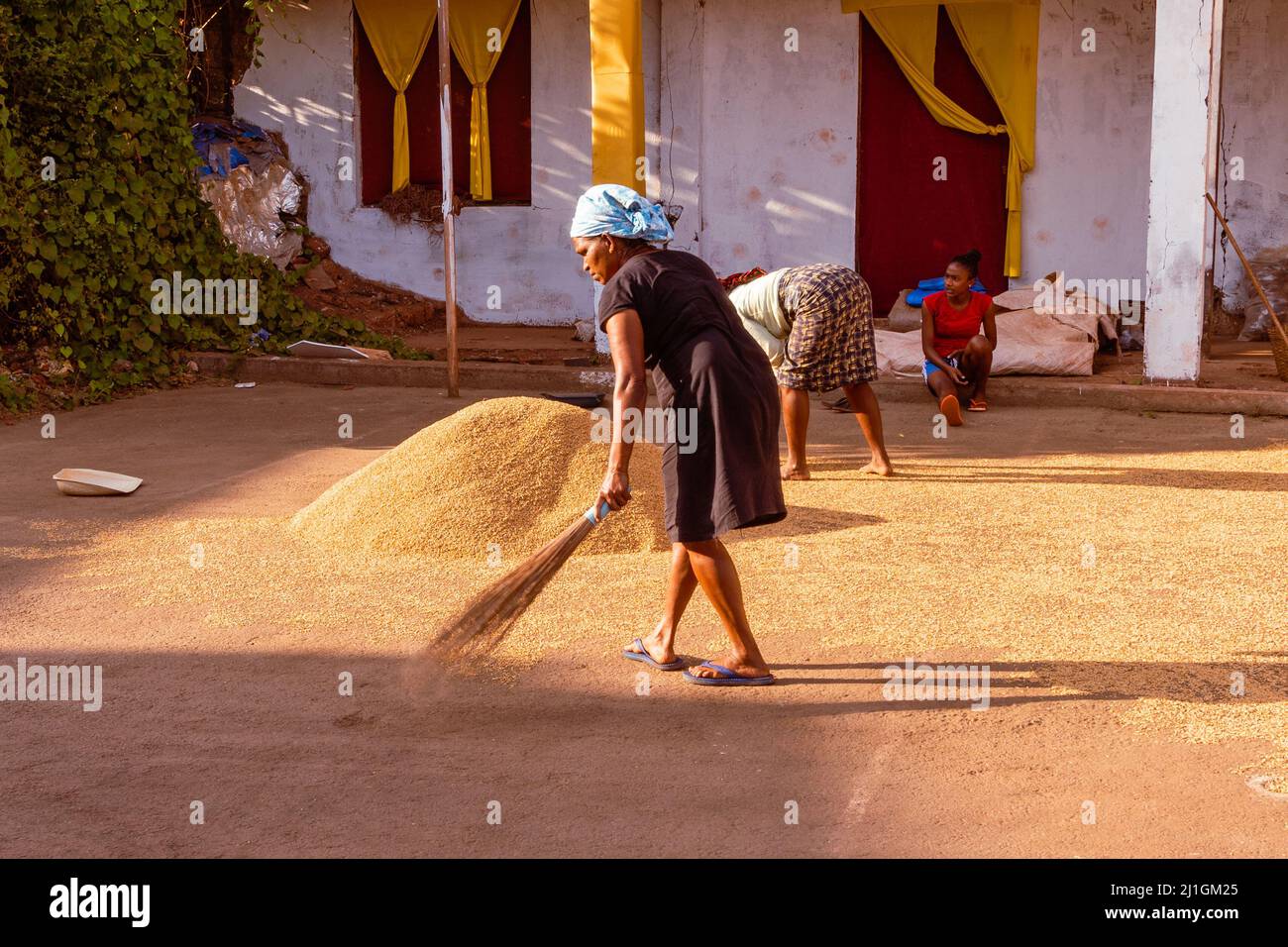 Rachol, Goa India- Jan 2022 Local farmers harvesting,, boiling, drying ...