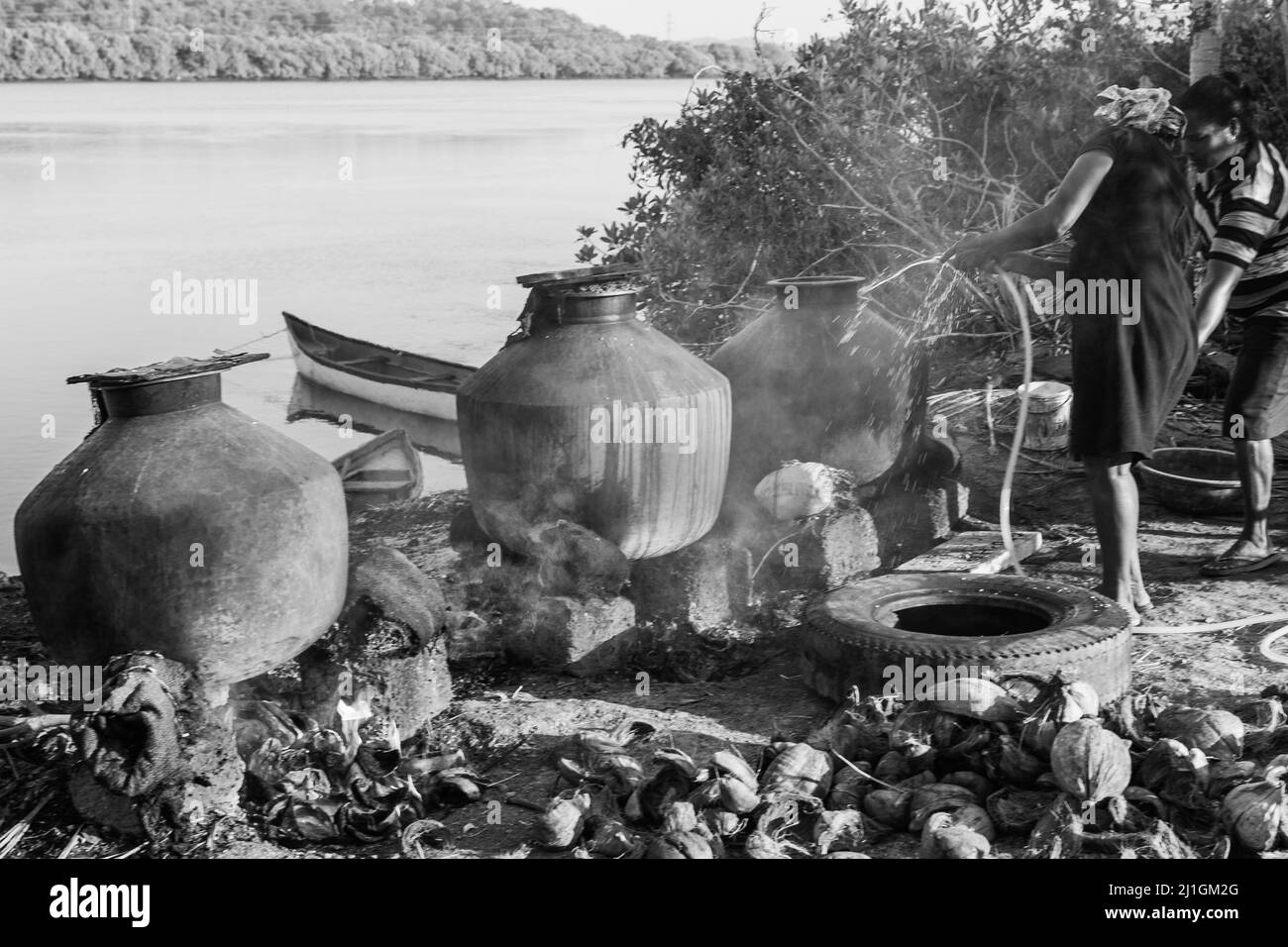 Rachol, Goa India- Jan 2022 Local farmers harvesting,, boiling, drying ...