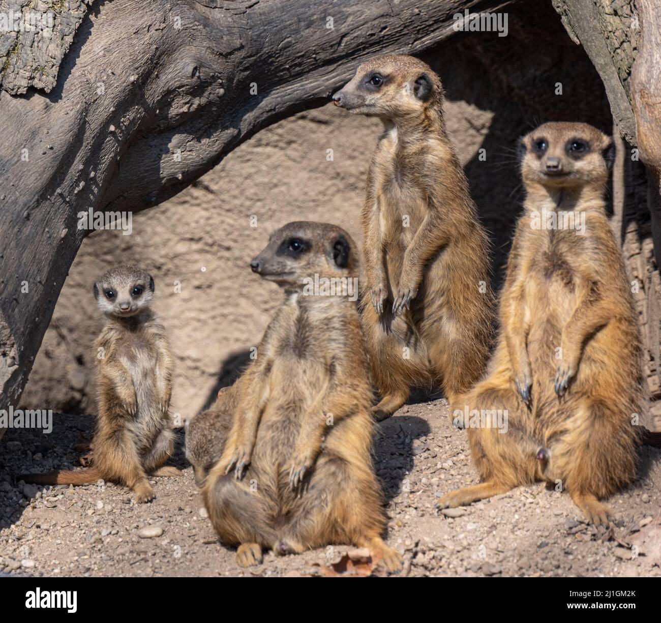 Meerkats (Suricata suricatta) with young animals Stock Photo - Alamy