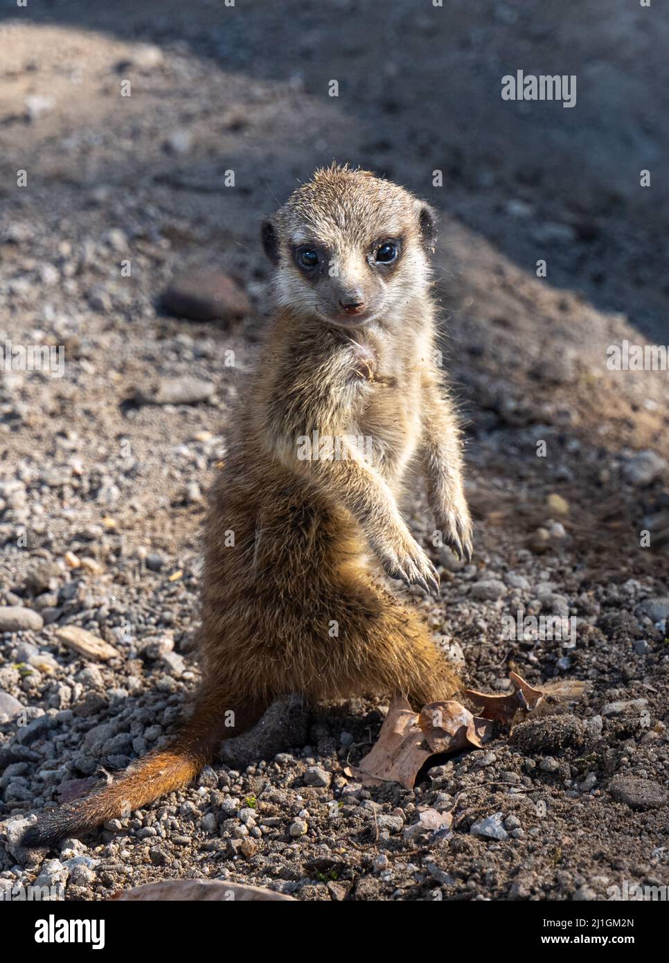 Young meerkat (Suricata suricatta) playing Stock Photo - Alamy