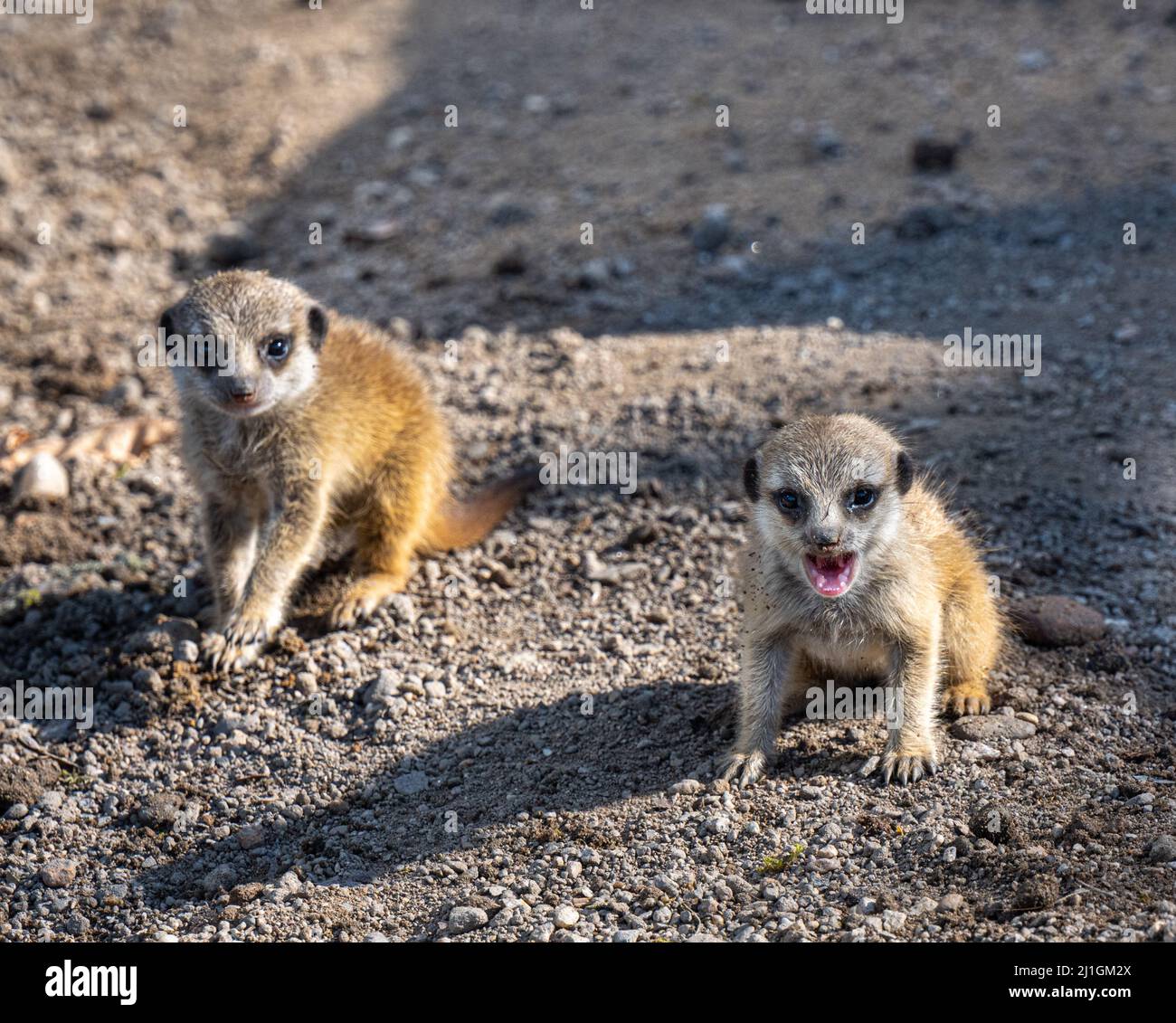 Young meerkats (Suricata suricatta) playing Stock Photo - Alamy