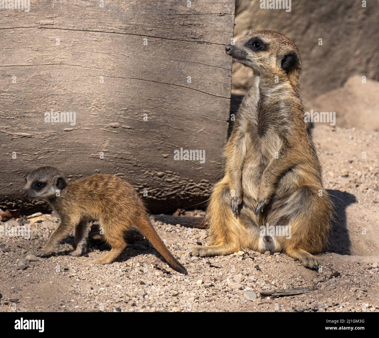 Meerkats (Suricata suricatta) with young animals Stock Photo - Alamy