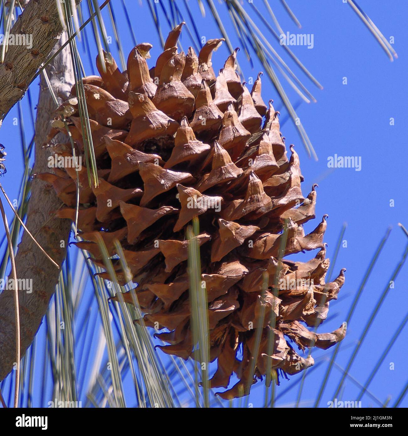 Coulter pine big cone pine tree hi-res stock photography and images - Alamy
