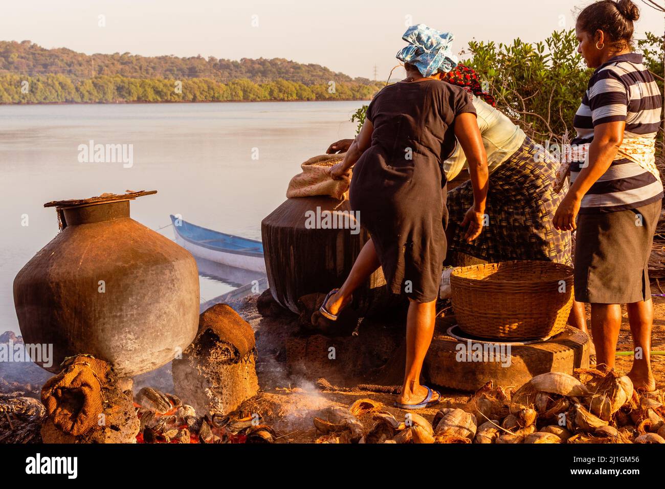Rachol, Goa India- Jan 2022 Local farmers harvesting,, boiling, drying ...