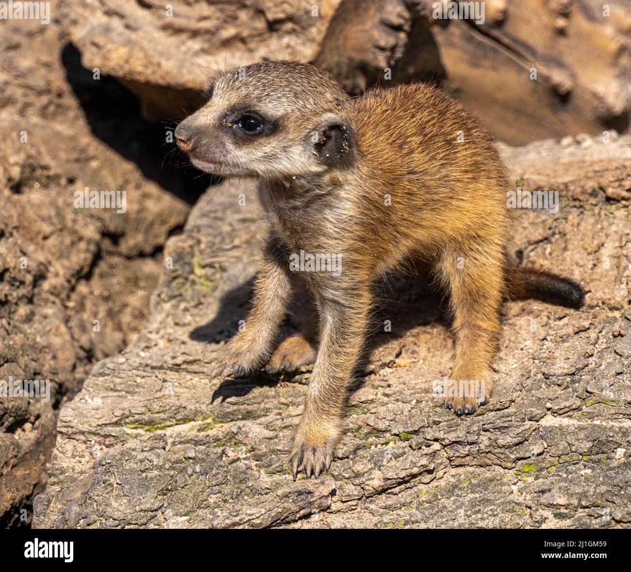 Baby meerkat behaviour hi-res stock photography and images - Alamy