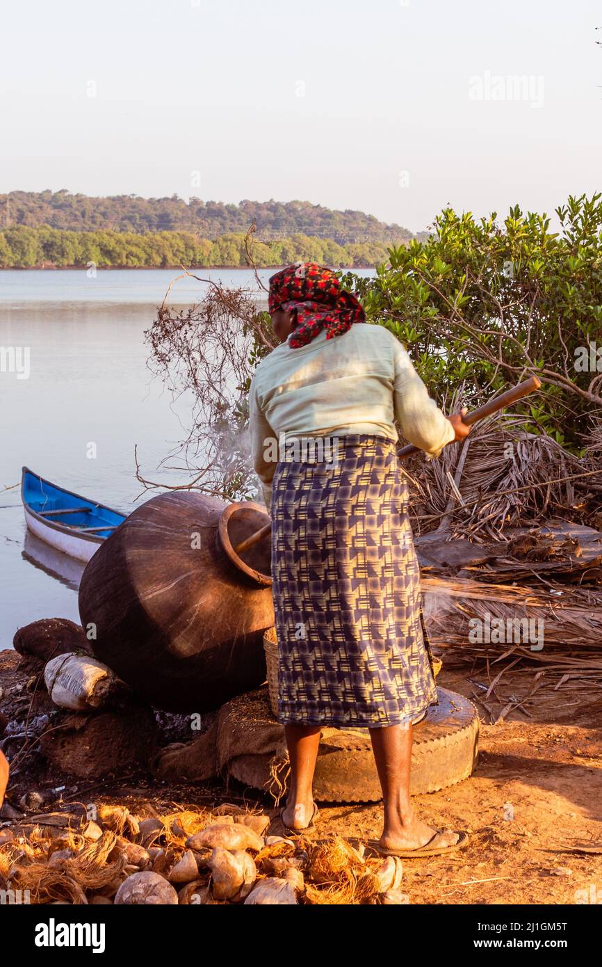 Rachol, Goa India- Jan 2022 Local farmers harvesting,, boiling, drying ...