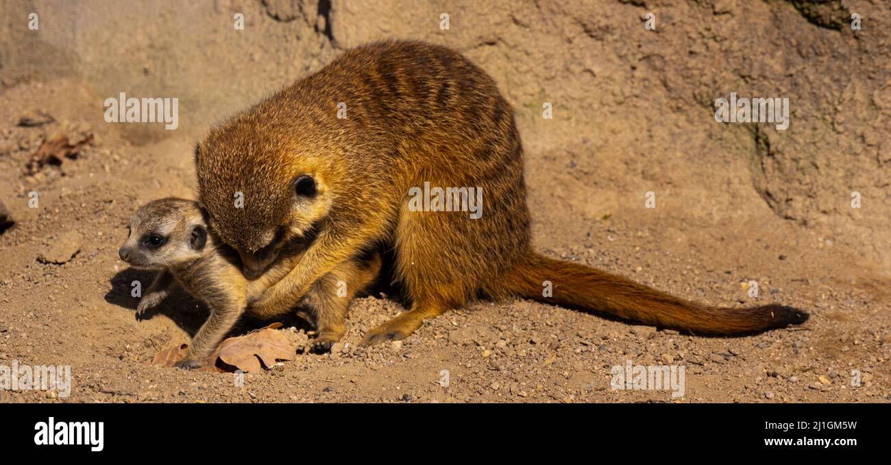 Meerkat suricate suricata suricatta upstanding hi-res stock photography ...