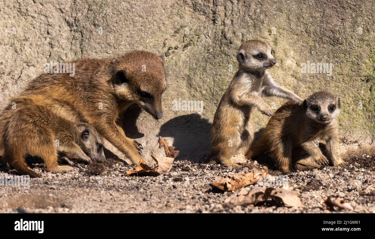 Meerkat suricate suricata suricatta upstanding hi-res stock photography ...