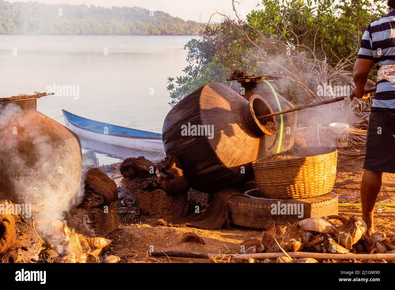 Rachol, Goa India- Jan 2022 Local farmers harvesting,, boiling, drying ...