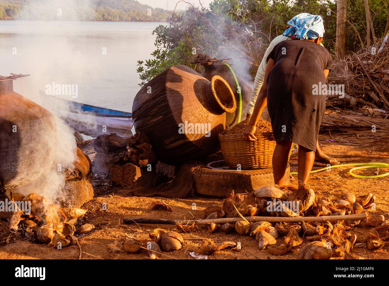 Rachol, Goa India- Jan 2022 Local farmers harvesting,, boiling, drying ...
