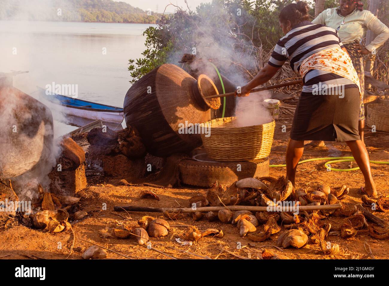 Rachol, Goa India- Jan 2022 Local farmers harvesting,, boiling, drying ...