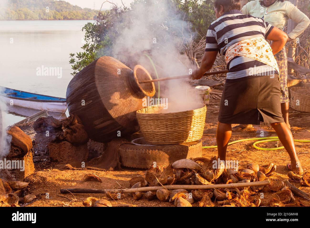 Rachol, Goa India- Jan 2022 Local farmers harvesting,, boiling, drying ...