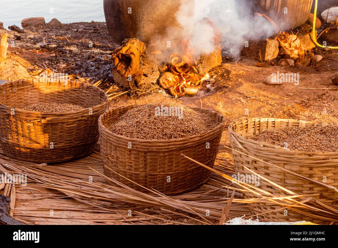 Rachol, Goa India- Jan 2022 Local farmers harvesting,, boiling, drying ...