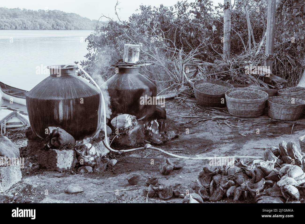 Rachol, Goa India- Jan 2022 Local farmers harvesting,, boiling, drying ...
