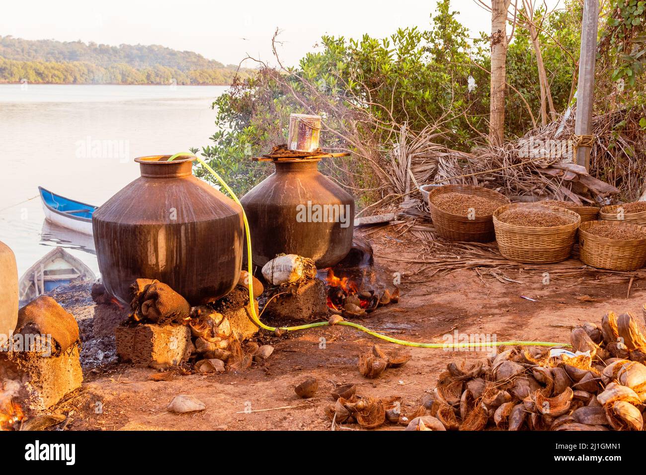Rachol, Goa India- Jan 2022 Local farmers harvesting,, boiling, drying ...