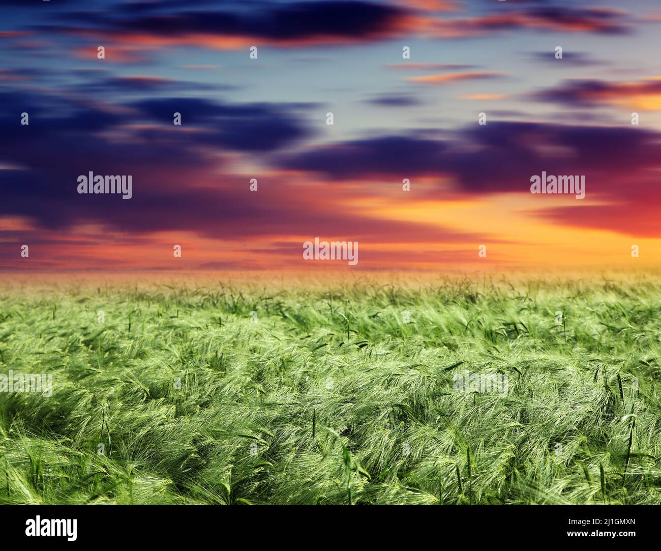 Lush corn field under beautiful hi-res stock photography and images - Alamy