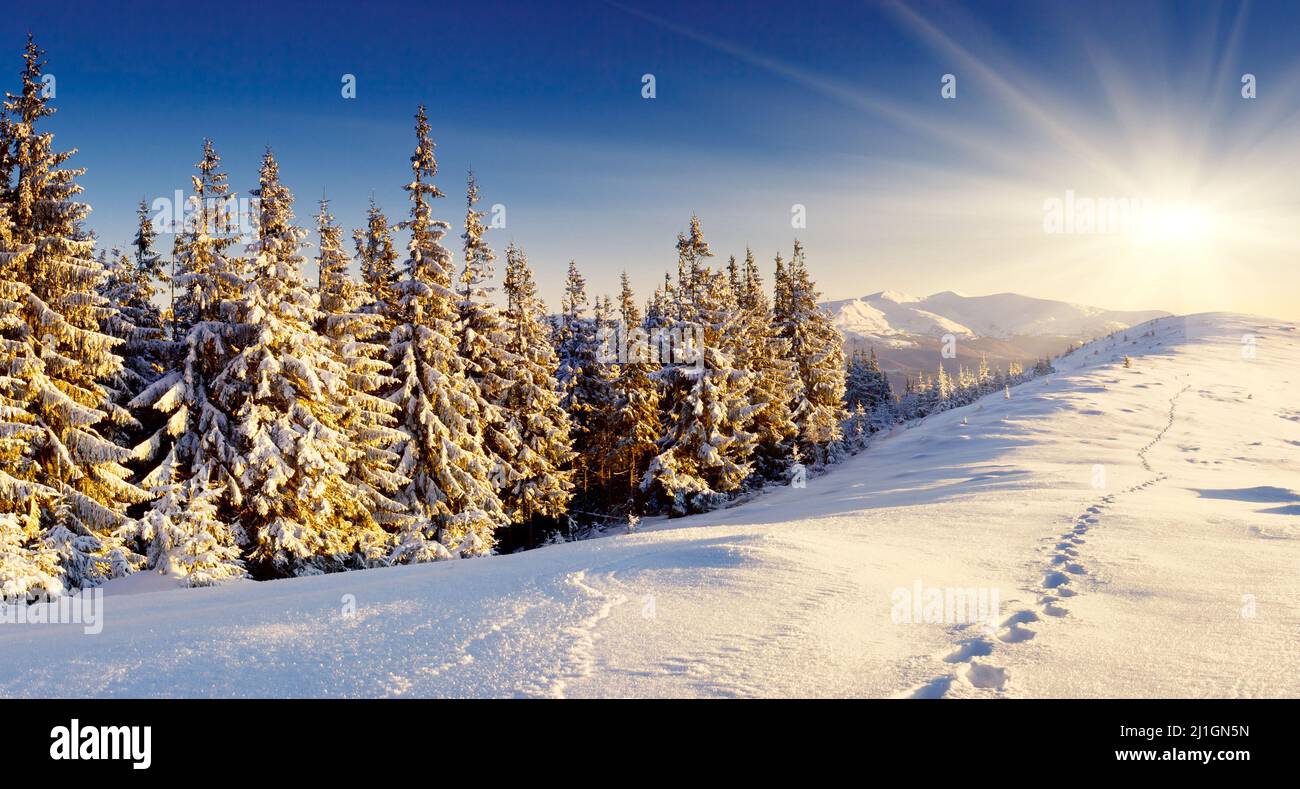 Beautiful winter panorama with snow covered trees Stock Photo - Alamy