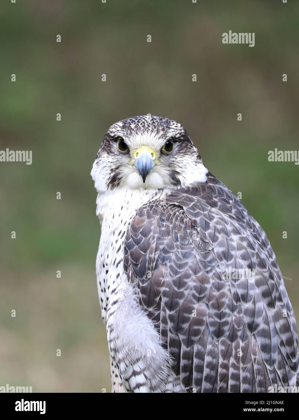 Peregrine falcon looking at camera hi-res stock photography and images ...