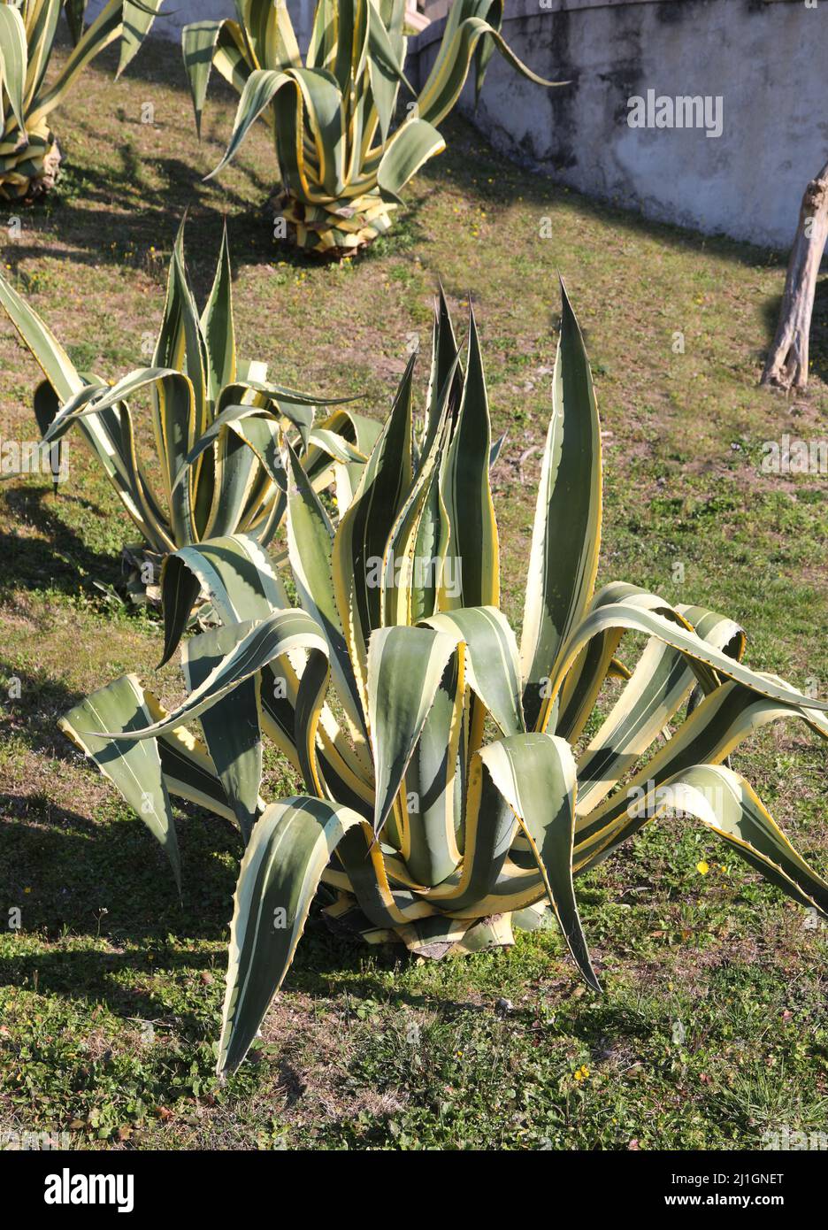 garden with agave plants a typical mediterranean plant in summer in the ...
