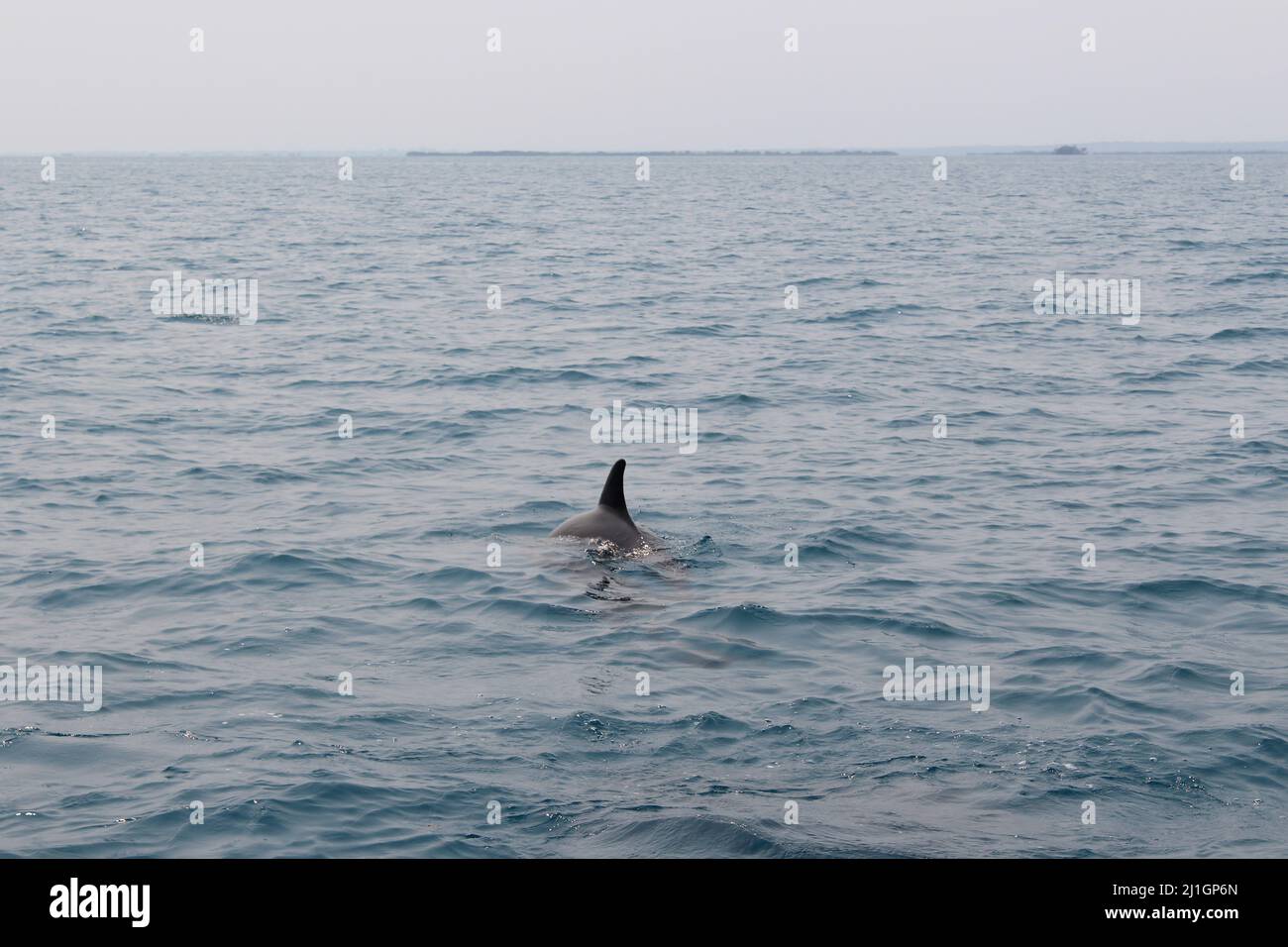 Flipper dolphin hi-res stock photography and images - Alamy