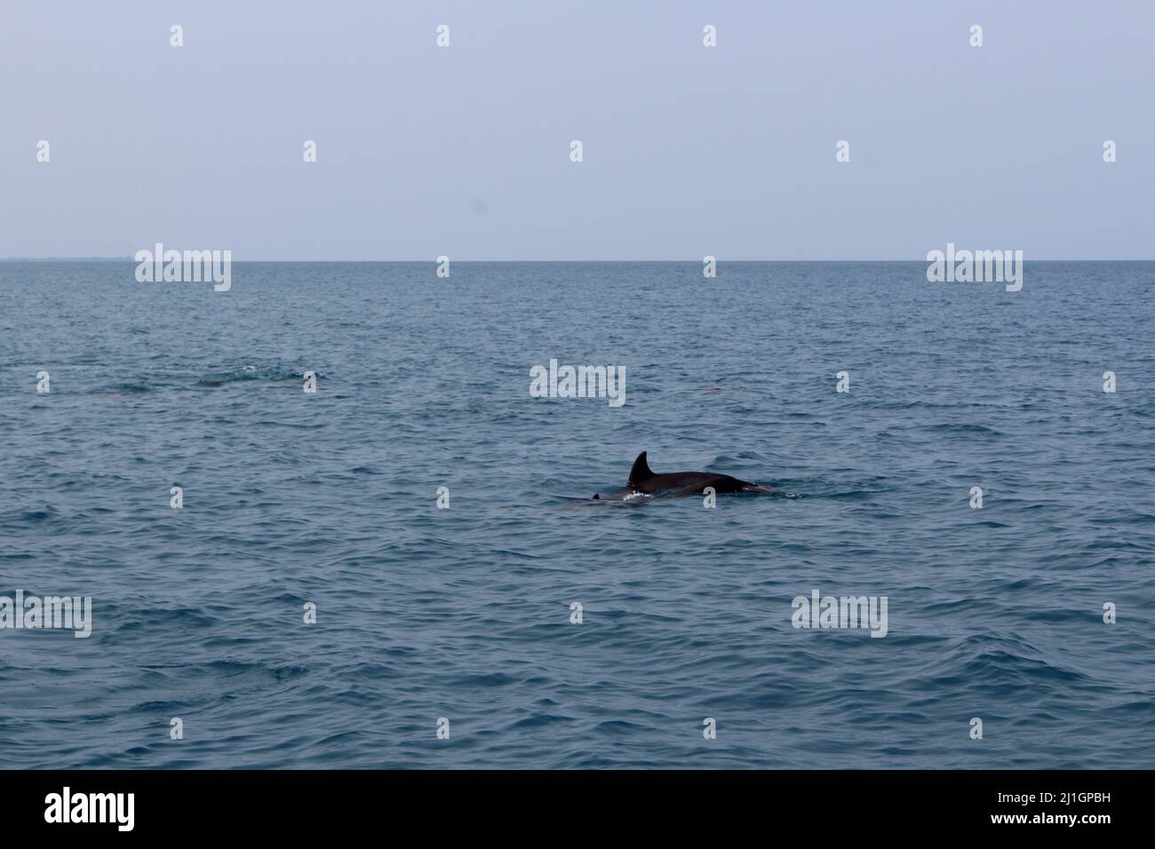 a pod of Atlantic bottlenose dolphin (Tursiops truncatus) near Abalone ...
