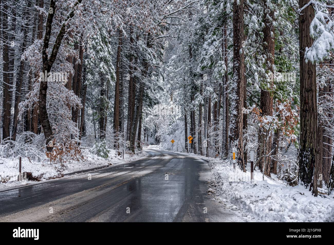 Road and trees after a snow storm, Yosemite National Park Stock Photo ...
