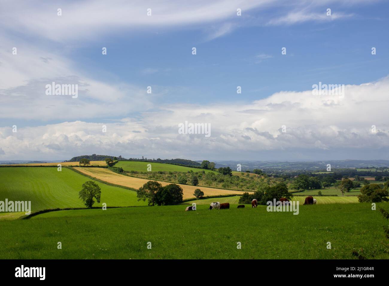 Devon rolling hills with green farm land, hedgerows and trees with a ...