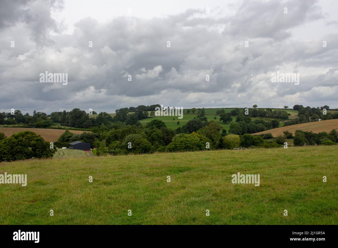 distant Devon hills and grazing land and a hedgerow in the background ...