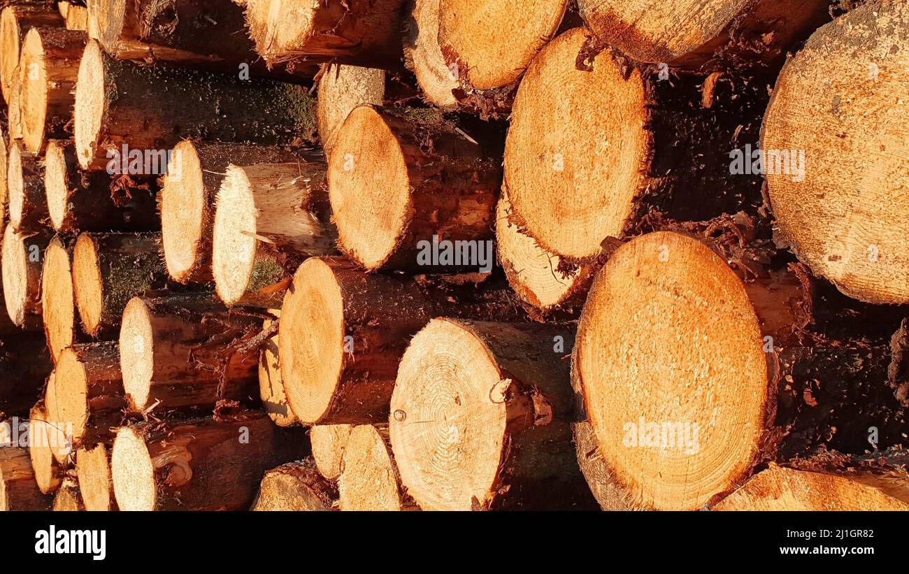 Log pile in woods Stock Photo - Alamy
