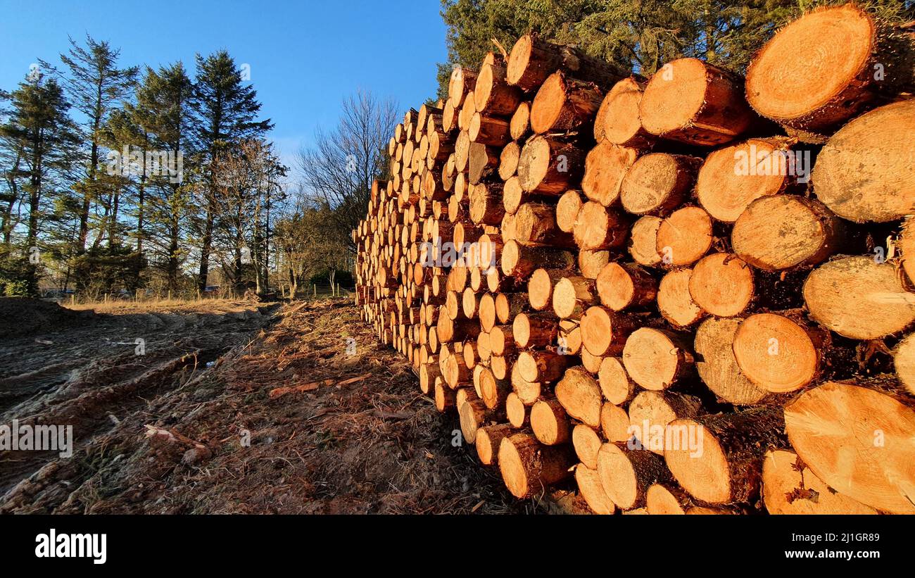 Log pile in woods Stock Photo - Alamy