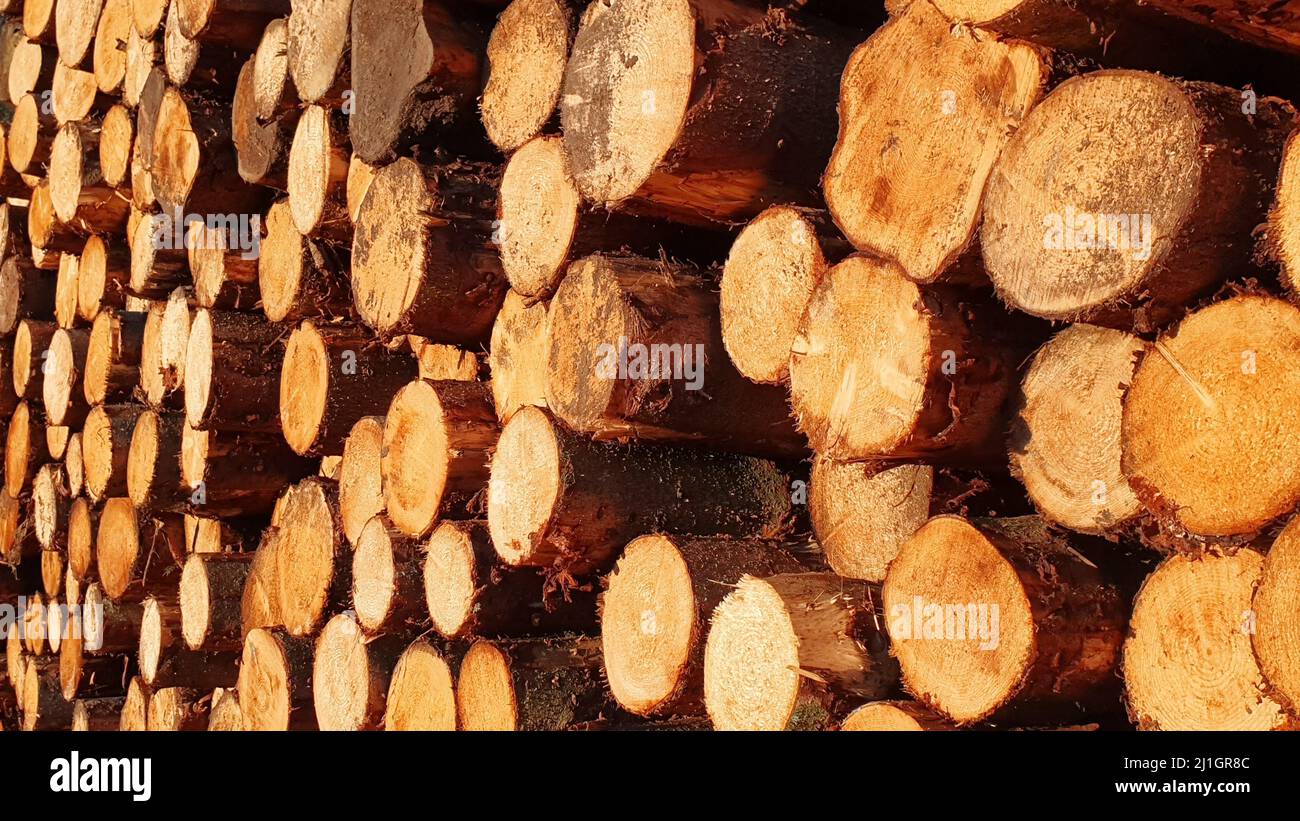 Log pile in woods Stock Photo - Alamy