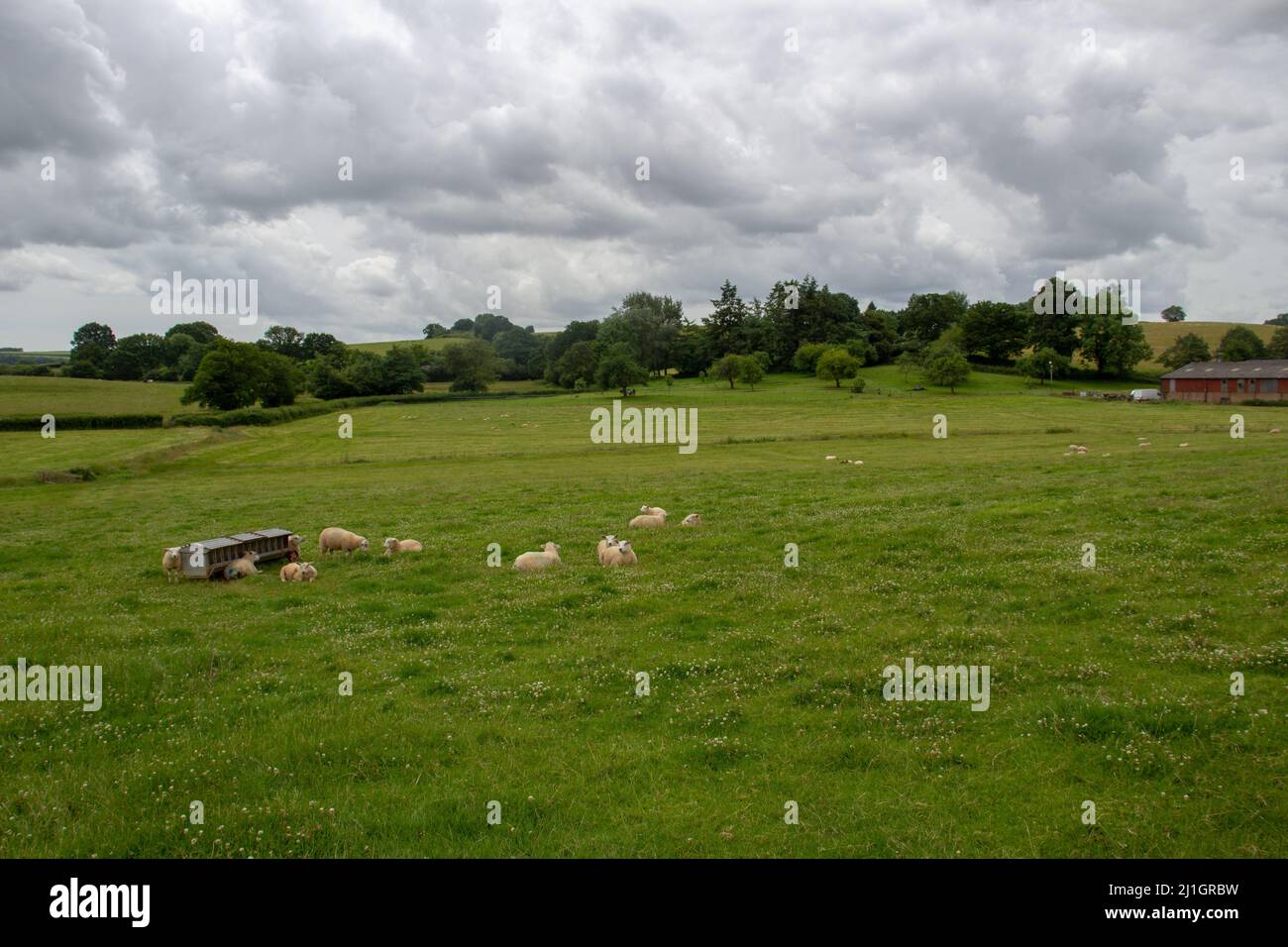 Dull green background hi-res stock photography and images - Alamy