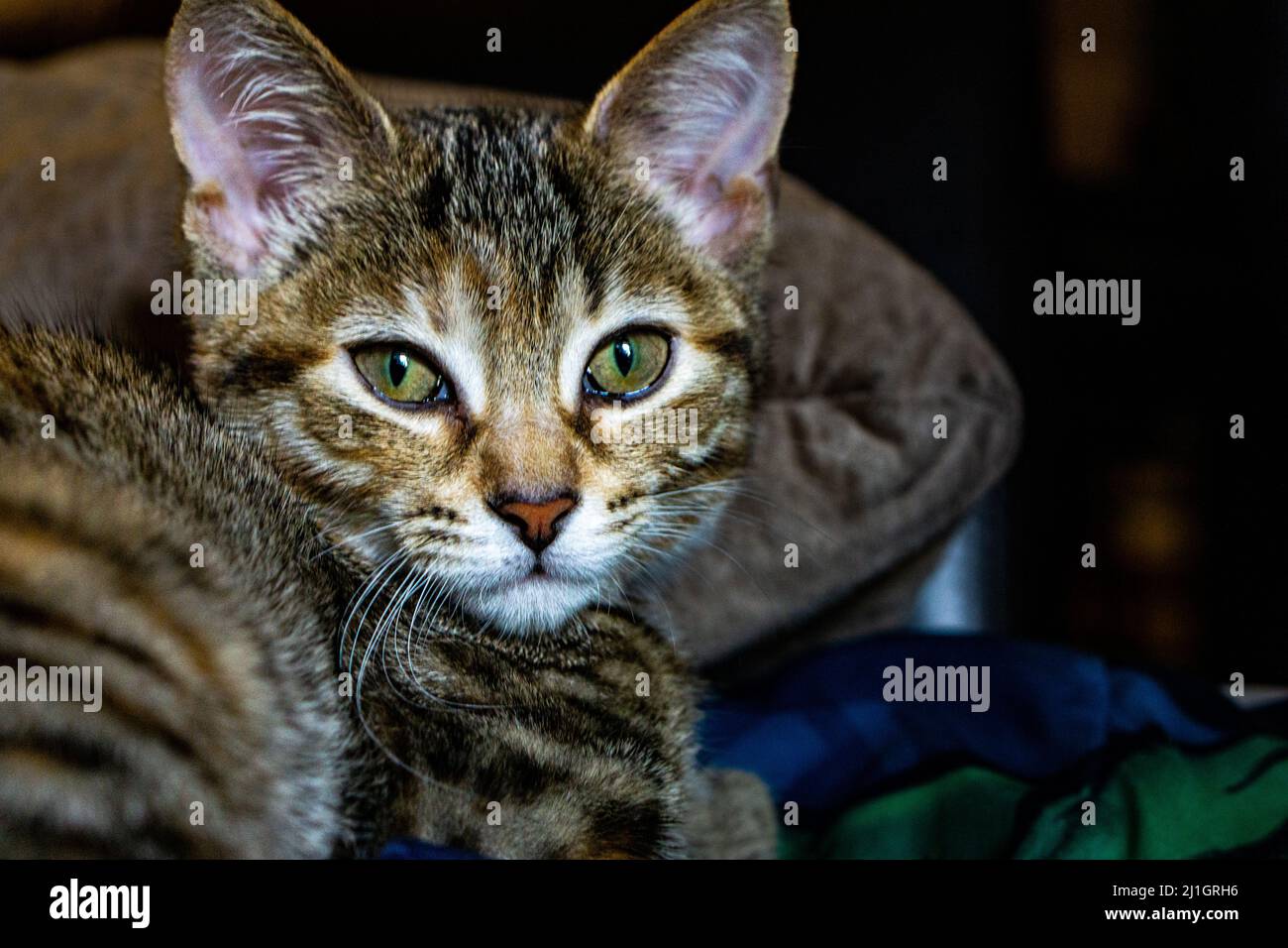 A portrait of a fluffy gray tabby kitty resting on the couch Stock ...