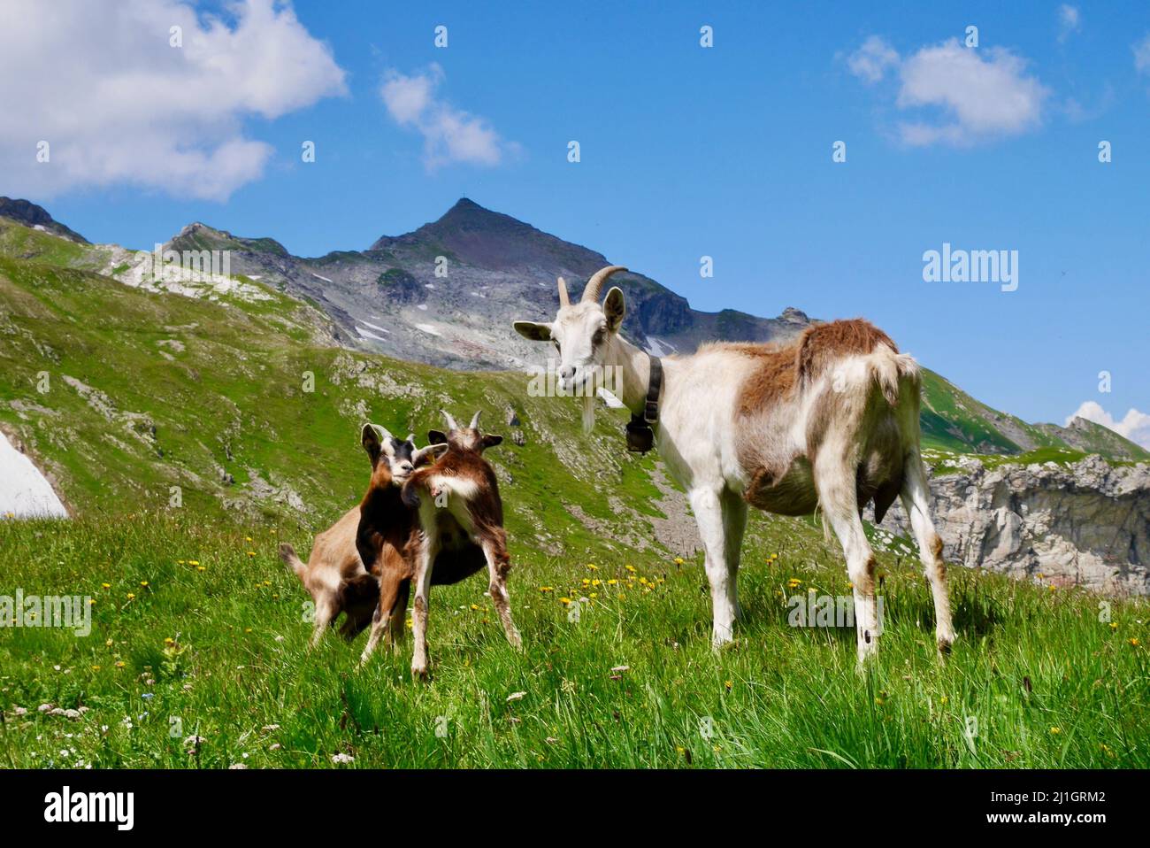 Goat in austrian alps hi-res stock photography and images - Alamy