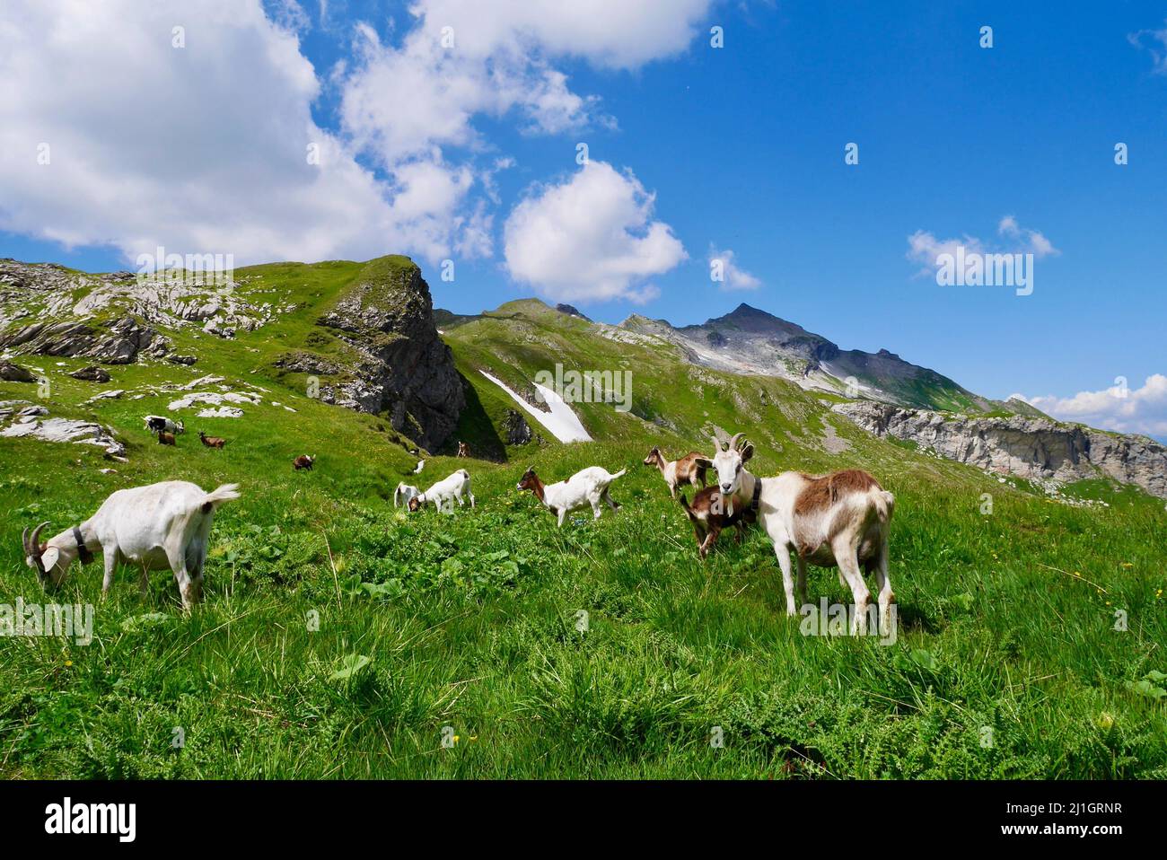 Flock of goats in the Austrian Alps. Vorarlberg, Austria Stock Photo ...
