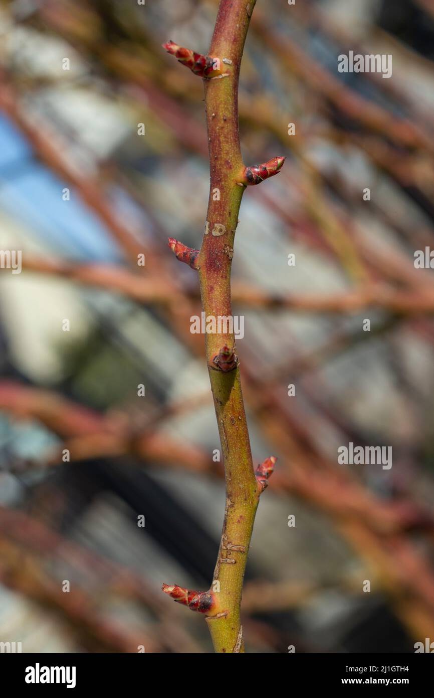 New red rose buds and thorns, growing in spring. growing rose tree ...