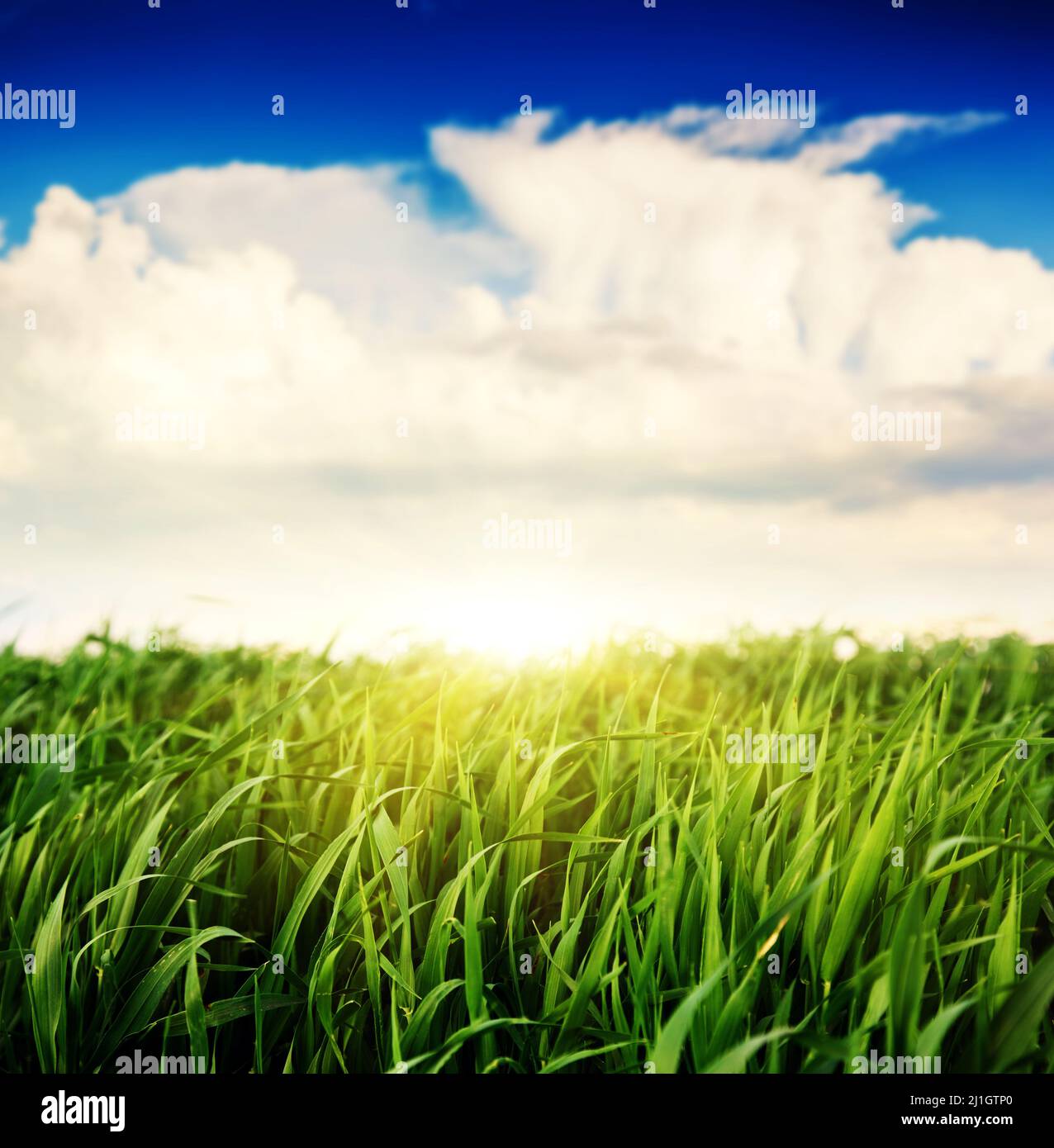 Beautiful sunny day in the field with blue sky. Overcast sky. Ukraine ...